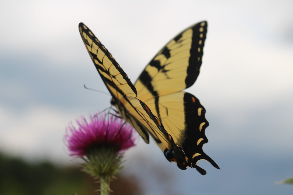 ButterflyBack – Low Technology Institute