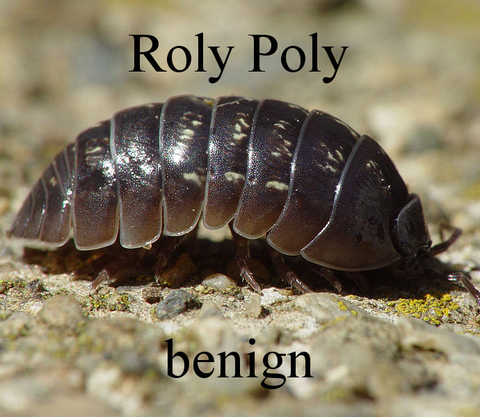 RolyPoly – Low Technology Institute